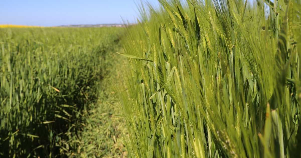 Grøn Trepart og ny teknologi forandrer dansk landbrug